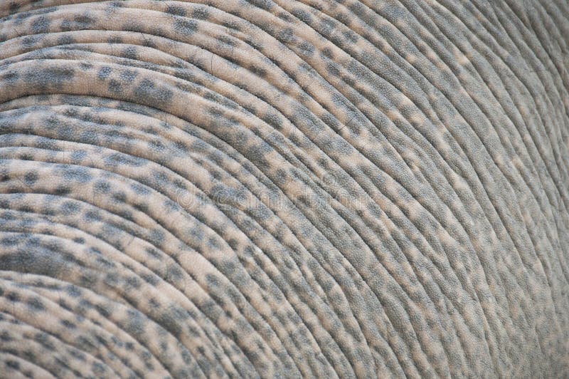 117 Elephant Trunk Skin Pattern Black White Stock Photos - Free ...