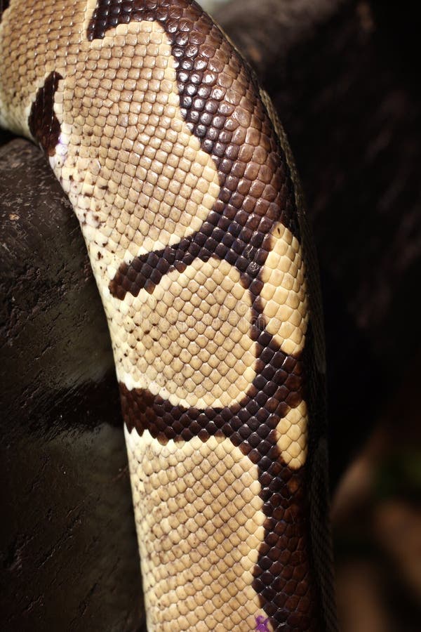 Elephant trunk snake stock image. Image of coils, fear - 36454709
