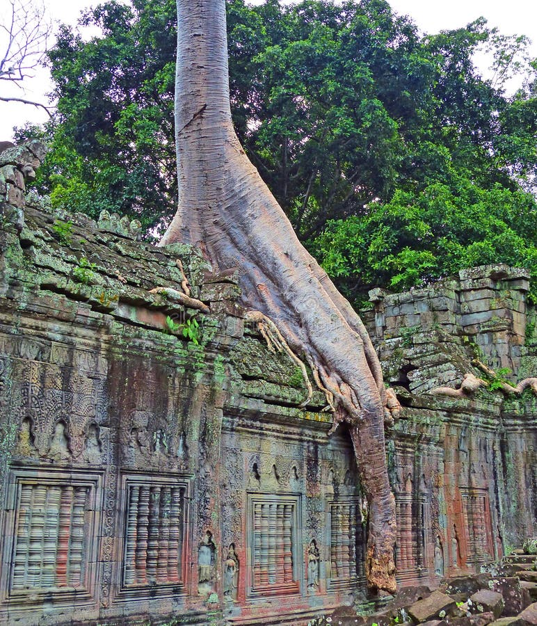 Ancient Elephant Trunk Tree at Preah Ta Phrom Stock Photo - Image of ...