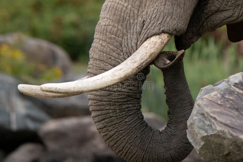 Elephant trunk and tusks stock image. Image of wildlife - 263382249