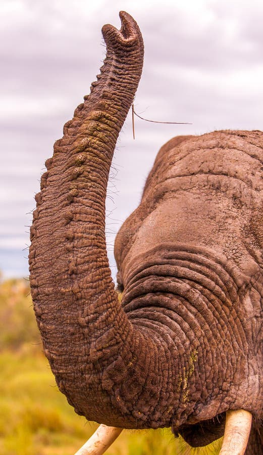 Elephant trunk stock image. Image of skin, wildlife, mammal - 71032239
