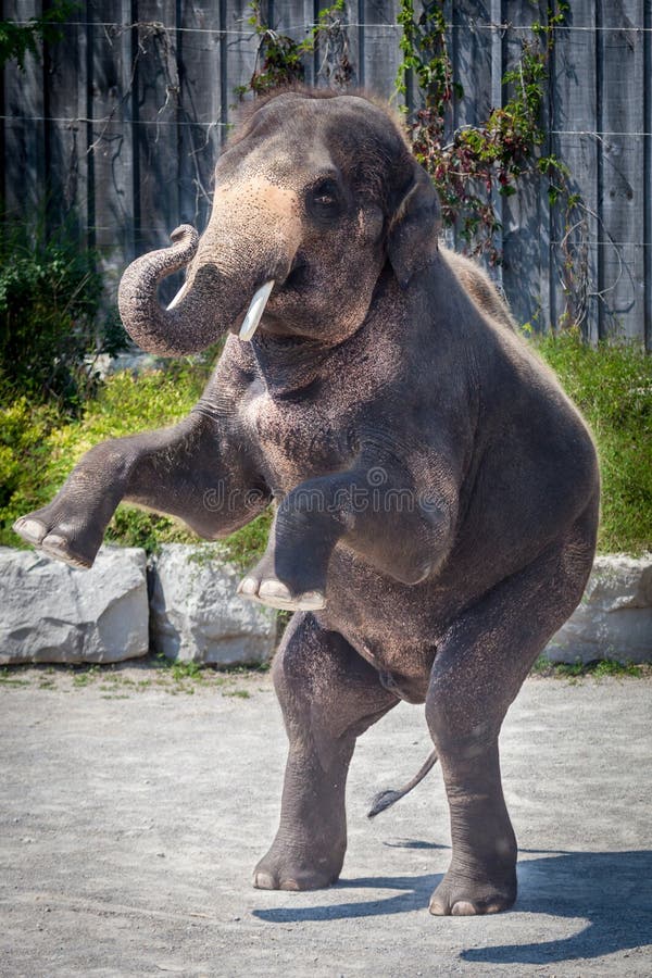 329 Elephant Two Legs Stock Photos - Free & Royalty-Free Stock Photos ...