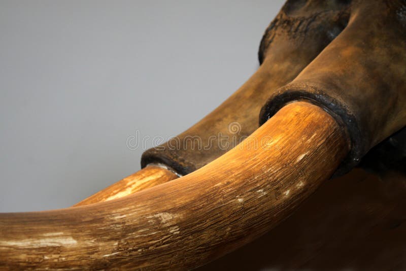 1,056 Ivory Tusk Texture Stock Photos - Free & Royalty-Free Stock ...