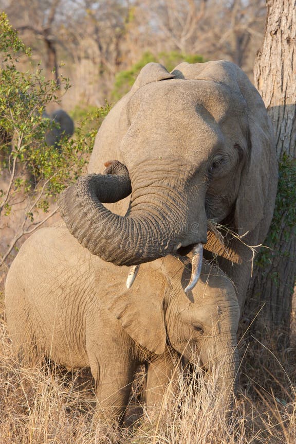 Elephant stock photo. Image of horizontal, lake, africa - 33062000