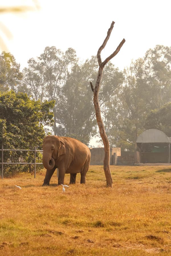 Elephant with Twisted Trunk Near a Dry Tree in the Wild Stock Image ...