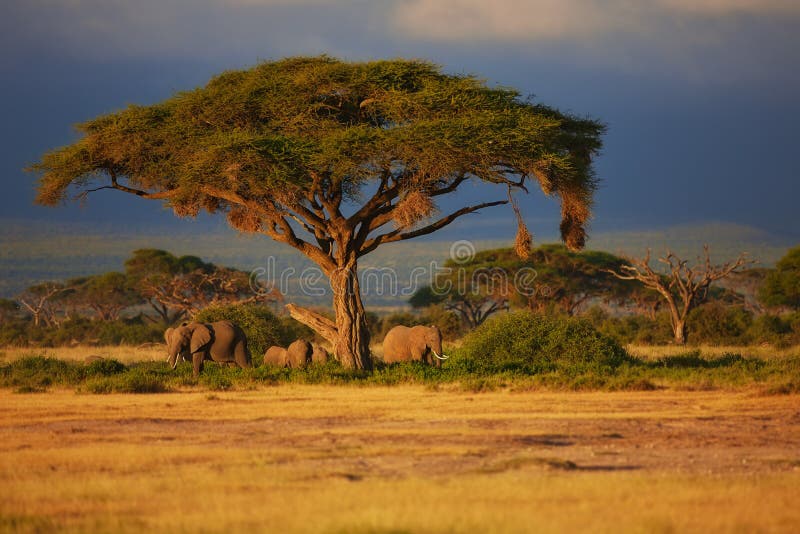 Elephant under a tree stock image. Image of calf, cattle - 49183297