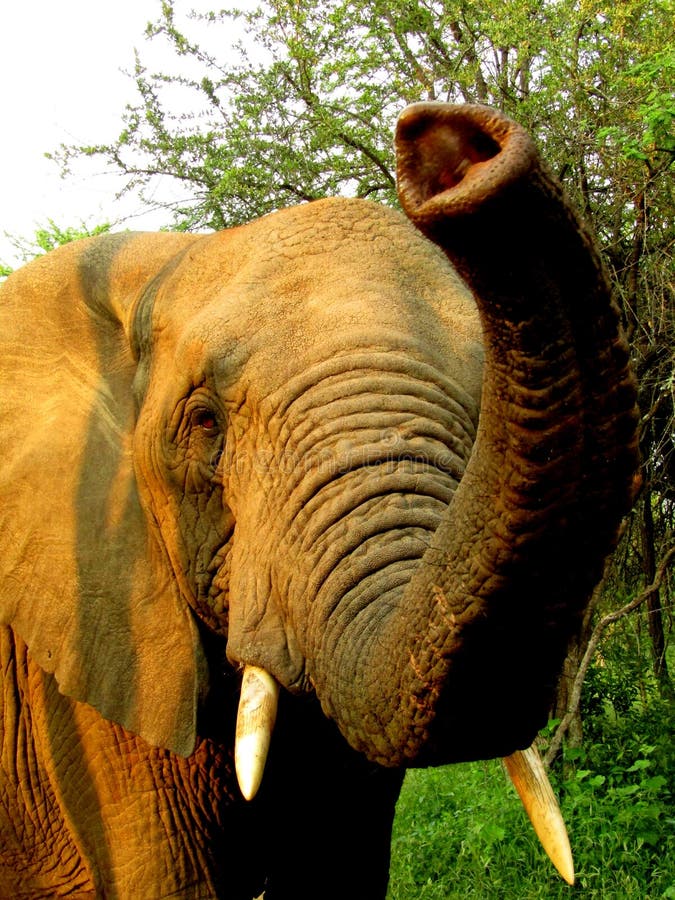 Elephant is the Unpredictable Animal in the Bush Stock Image - Image of ...