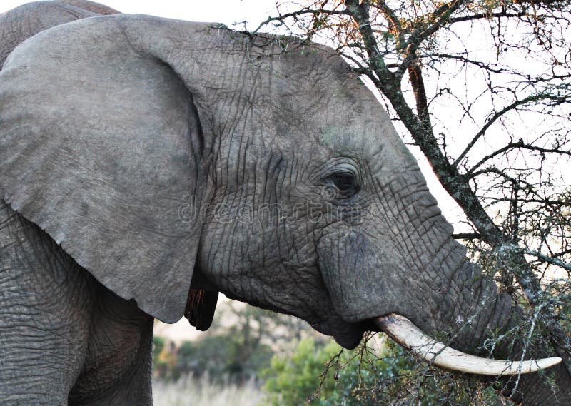 Elephant Pushing Tree Stock Photos - Free & Royalty-Free Stock Photos ...
