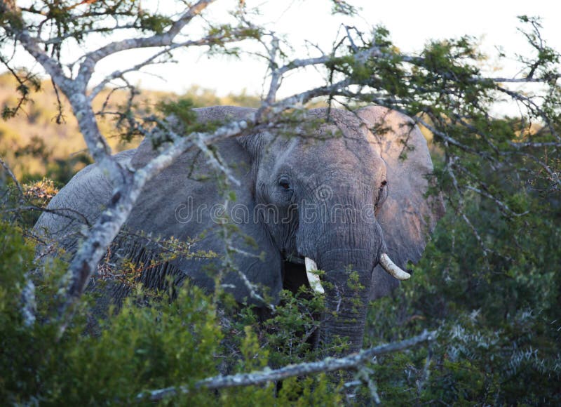 Elephant Pushing Tree Stock Photos - Free & Royalty-Free Stock Photos ...