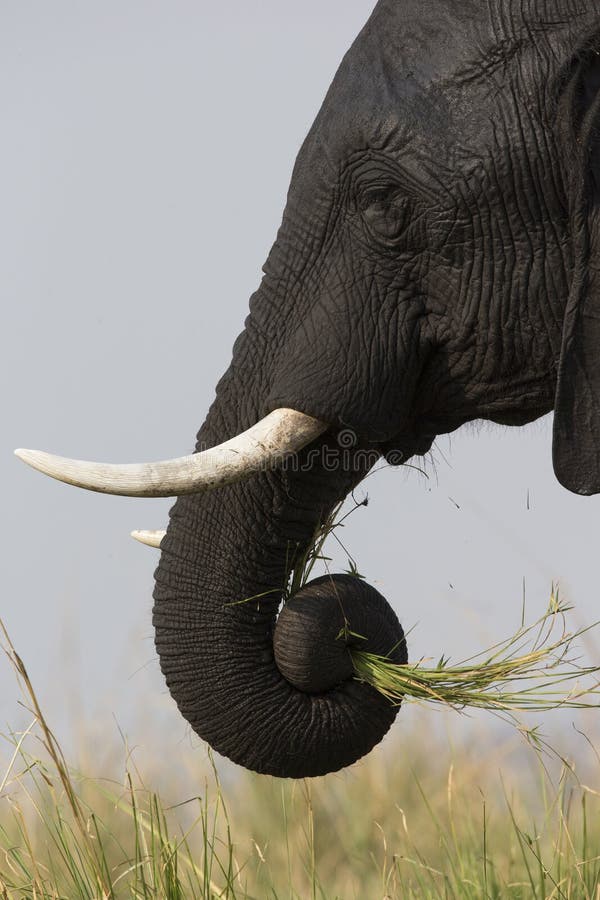 Elephant Using Trunk To Get Grass To Eat Stock Photo - Image of sand ...