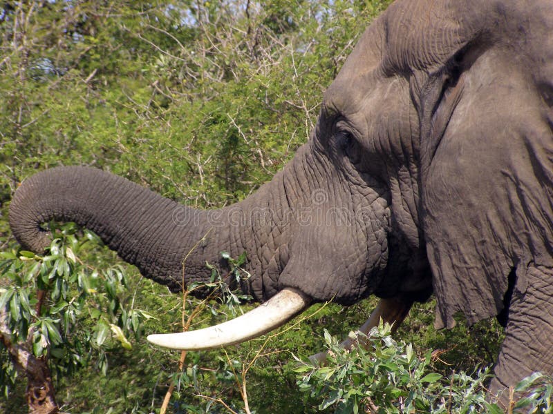 Elephant stock photo. Image of animal, park, wildlife - 30064516