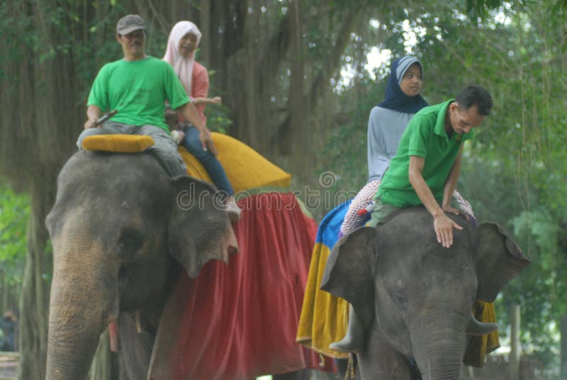 Elephant editorial photo. Image of mammals, java, travel - 38854376