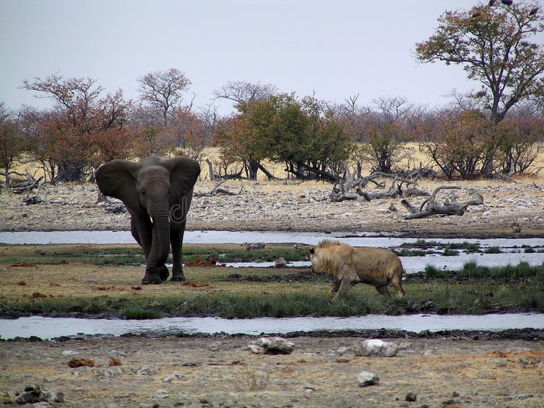 Elephant vs lion stock photo. Image of baby, africa, fight - 1010352
