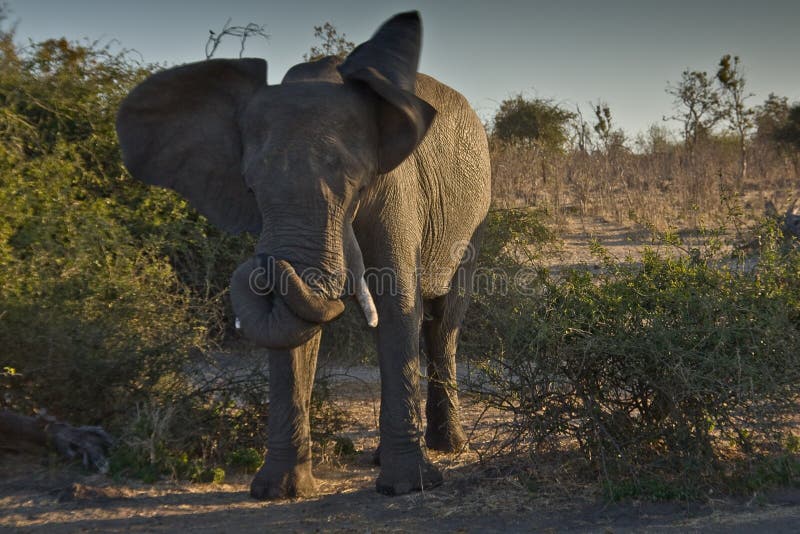 Elephant w/twisted trunk stock photo. Image of animals - 6352022