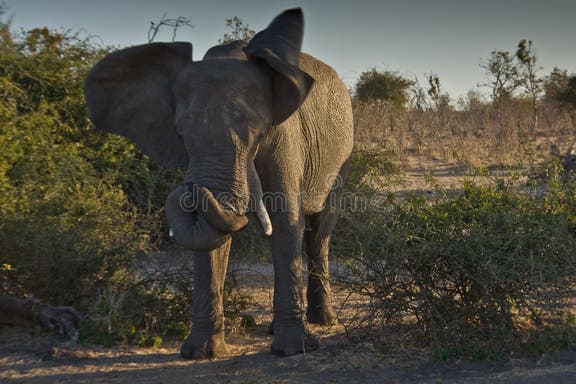 Elephant w/twisted trunk stock photo. Image of animals - 6352022