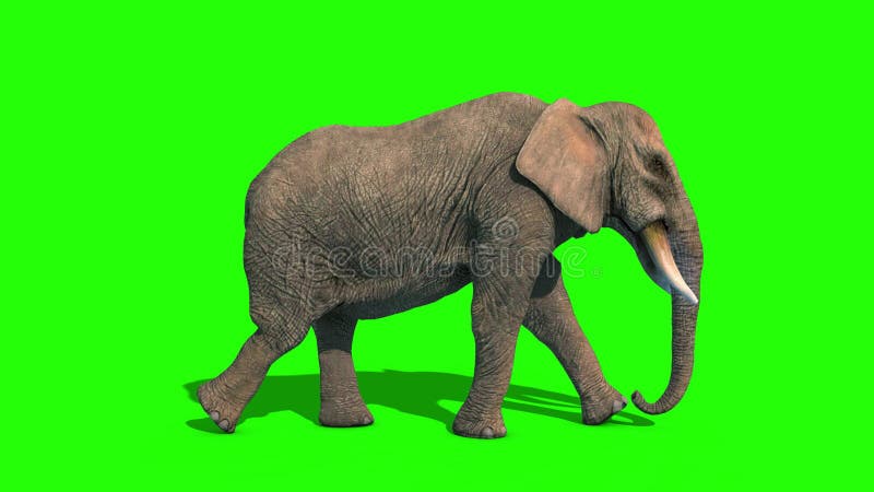 Elephant Walkcycle Short Tusks Loop Side Green Screen 3D Rendering ...