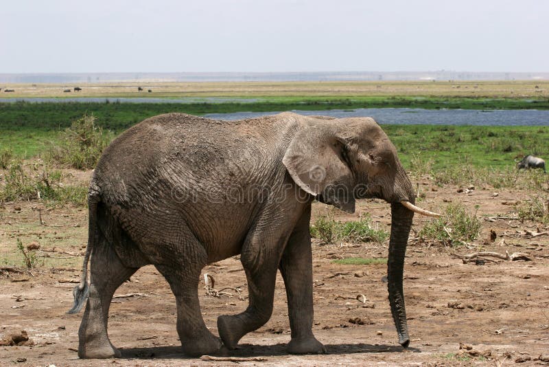 Elephant walking stock photo. Image of elephant, safari - 4465082