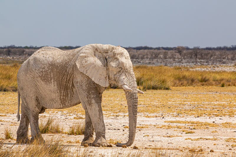 Elephant Walking in the African Wilderness Stock Photo - Image of huge ...
