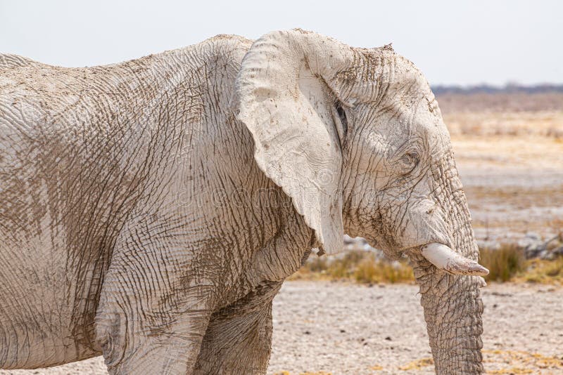 Elephant Walking in the African Wilderness Stock Photo - Image of ...