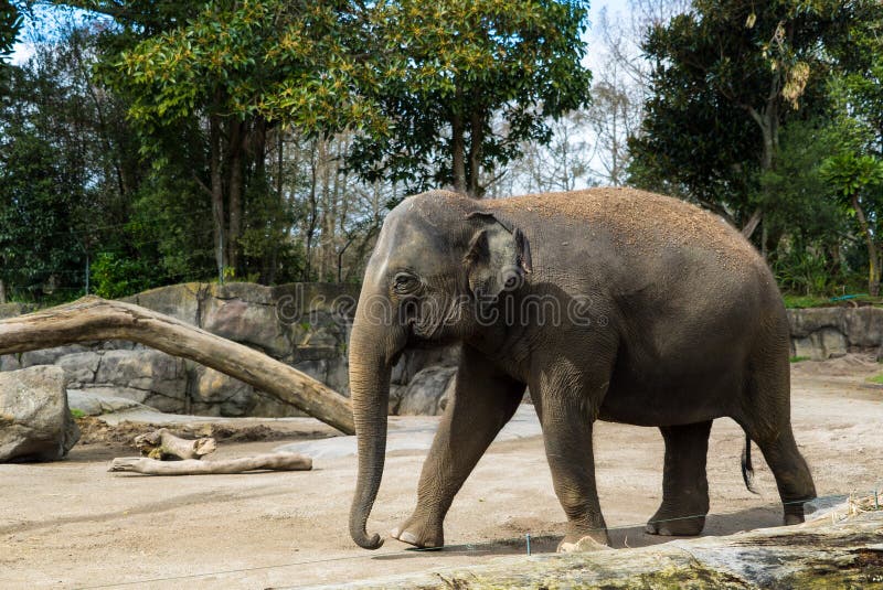 Elephant Walking Alone stock photo. Image of tree, balance - 205062662