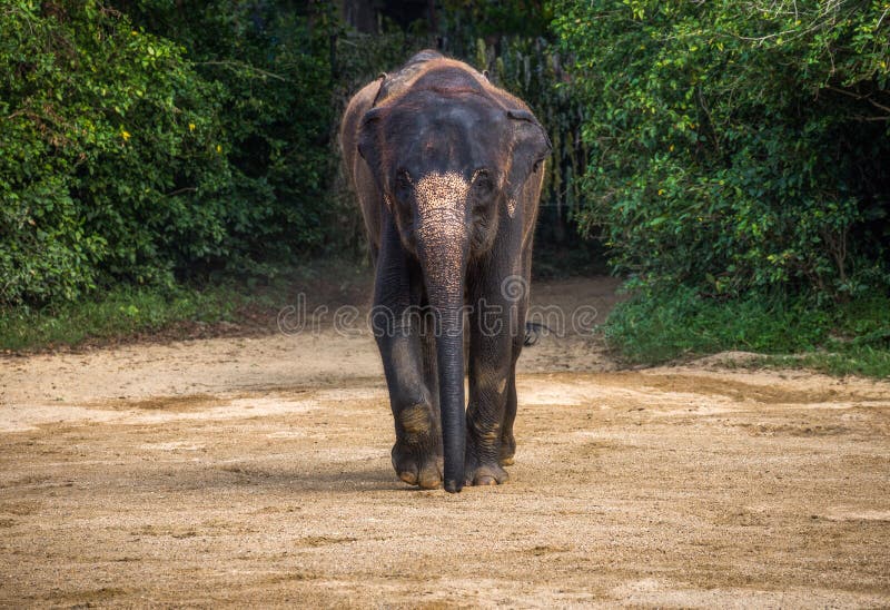 Elephant Walking Alone on a Dirt Stock Photo - Image of strong, bush ...