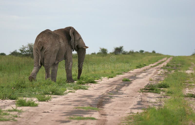 Elephant walking away stock photo. Image of mammal, dangerous - 5102270