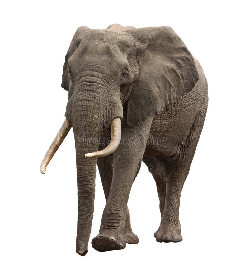 Elephant Walking Front View Stock Photo - Image of gray, nature: 17813464