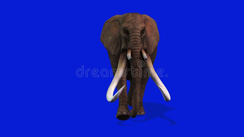 Elephant Walking, Front View Seamless Loop, Blue Screen Chromakey Stock ...