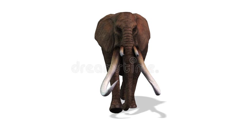 Elephant Walking, Front View Seamless Loop, White Background Stock ...
