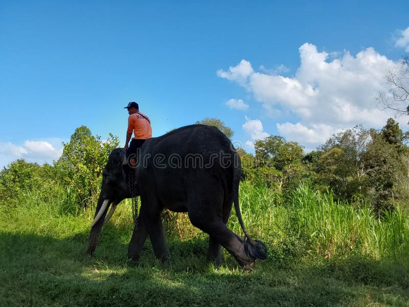 577 Safari Keeper Stock Photos - Free & Royalty-Free Stock Photos from ...