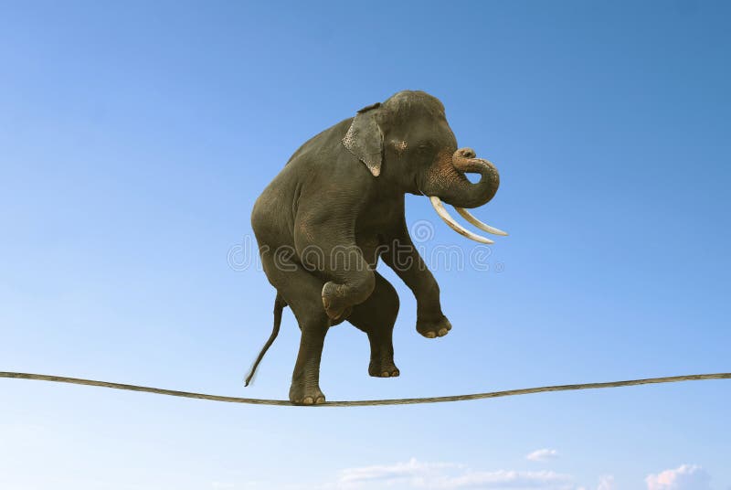 Elephant Walking on Rope. stock photo. Image of building - 179539086