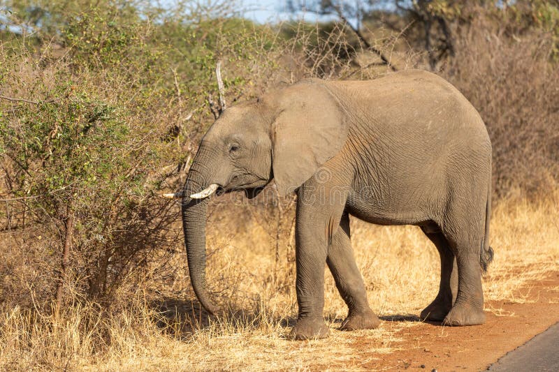 Elephant Walking on the Side of a Road in Kruger National Park Stock ...