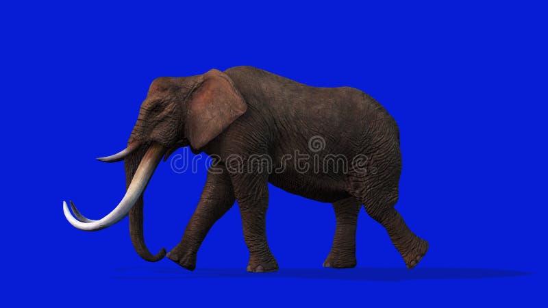 Elephant Walking, Side View Seamless Loop, Blue Screen Chromakey Stock ...