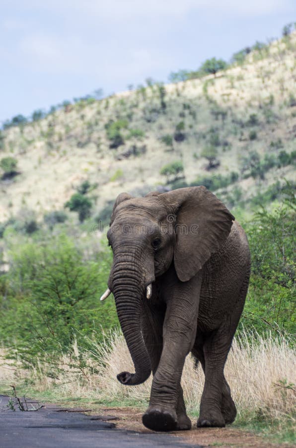 Male Elephant Tar Road Stock Photos - Free & Royalty-Free Stock Photos ...
