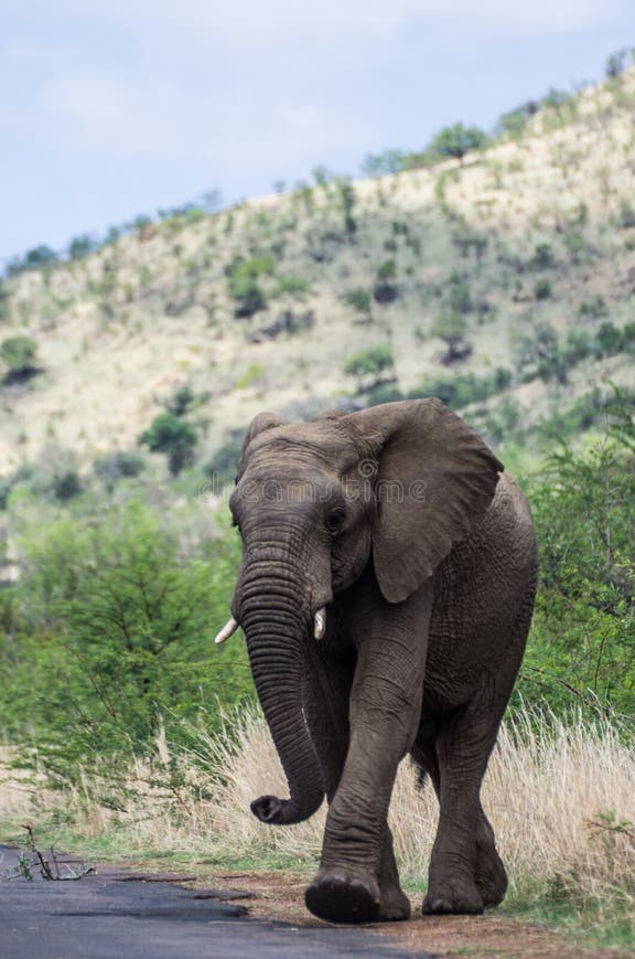 Elephant stock photo. Image of social, africa, species - 30960024
