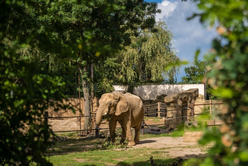 Elephant walking in a zoo stock photo. Image of wild - 200500390