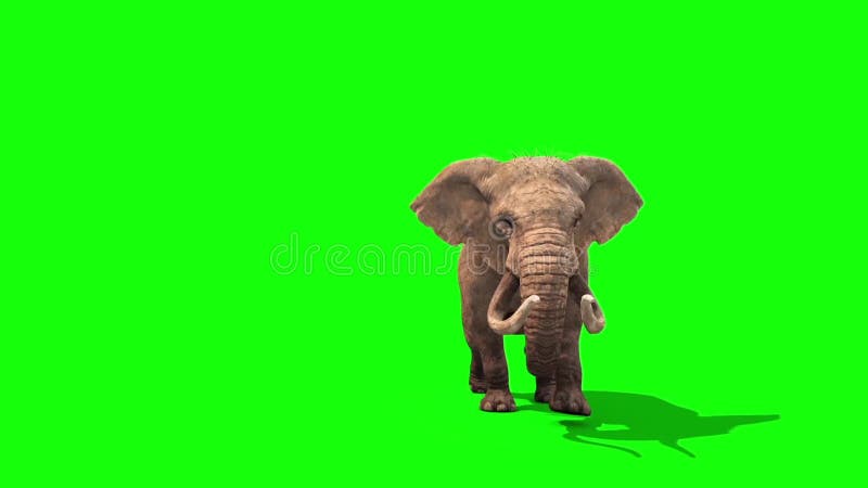 Elephant Walks Front Green Screen Stock Video - Video of alpha, jungle ...