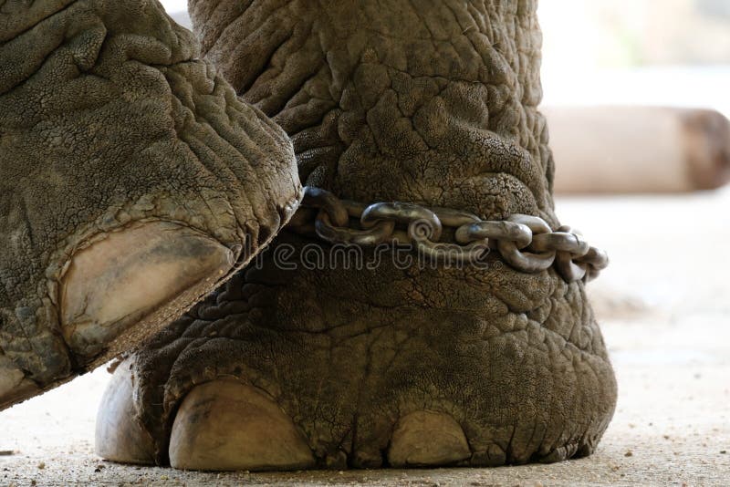 Elephant bondage stock image. Image of captured, ground - 220602887