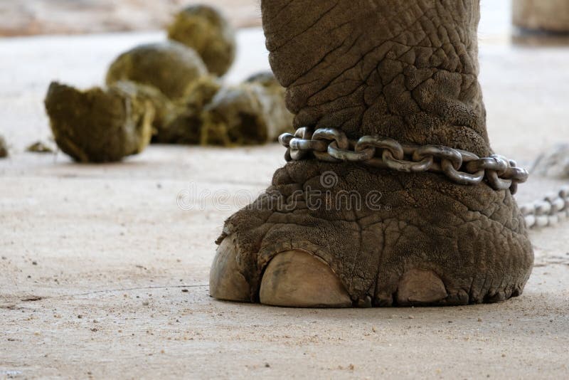 Elephant bondage stock photo. Image of national, large - 220602970
