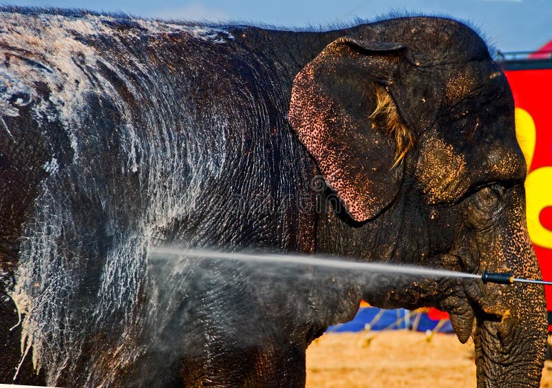 Elephant wash stock image. Image of hose, largest, trunk - 8247819