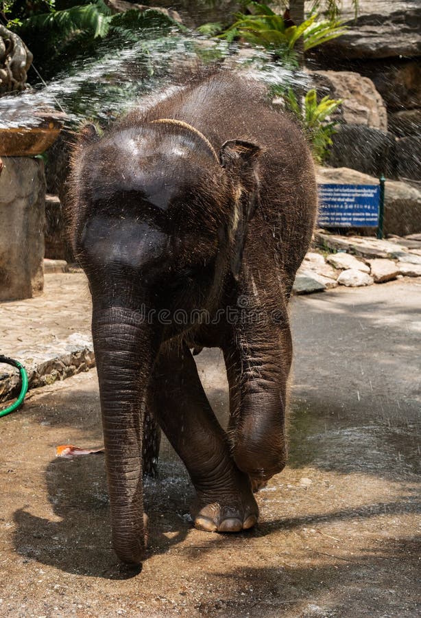 Elephant wash stock image. Image of indian, thick, young - 144684709