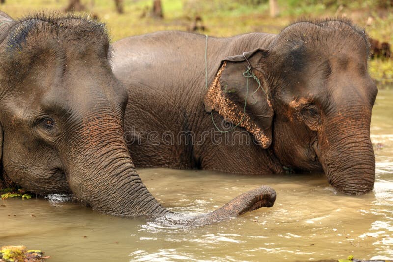 Clean and Washing Elephants on the Banks of River Editorial Image ...