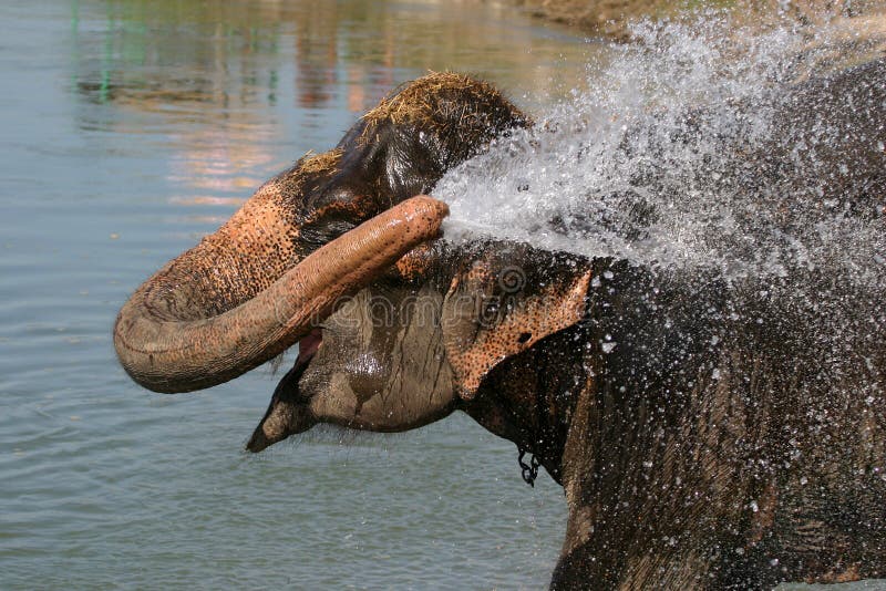 Elephant washing stock image. Image of park, washing, mammal - 552127
