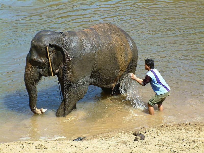Elephant washing, Thailand editorial stock photo. Image of amazing ...