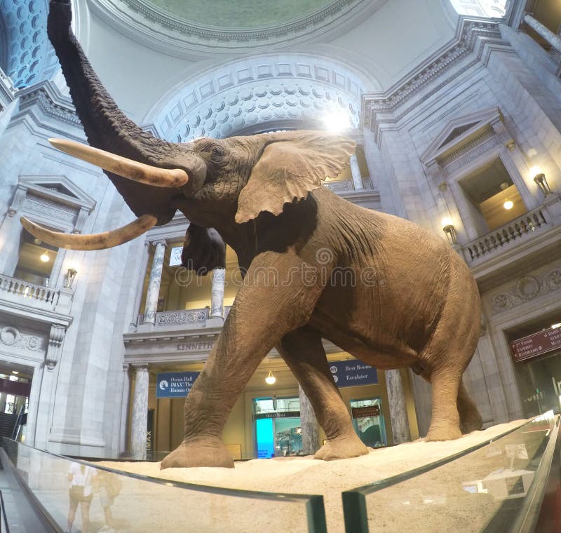 Elephant in Washington Museum Editorial Stock Photo - Image of entrance ...