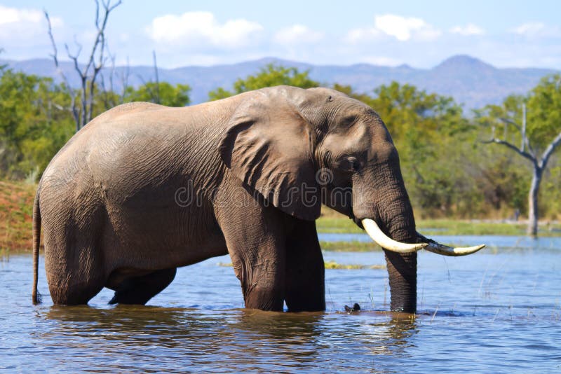 Elephant in the water stock image. Image of natural, nature - 17276677