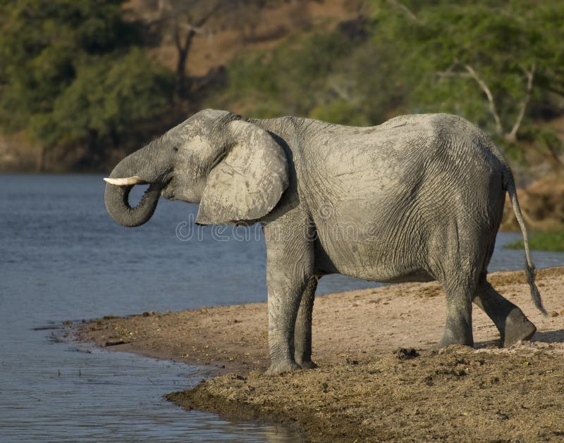 Elephant at water stock image. Image of nature, animal - 19762823
