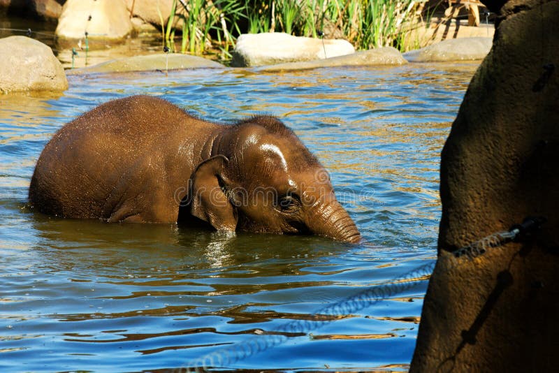 Elephant in water stock image. Image of baby, calf, river - 54295661