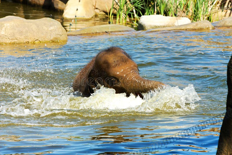 Elephant in water stock image. Image of maximus, ears - 54296065