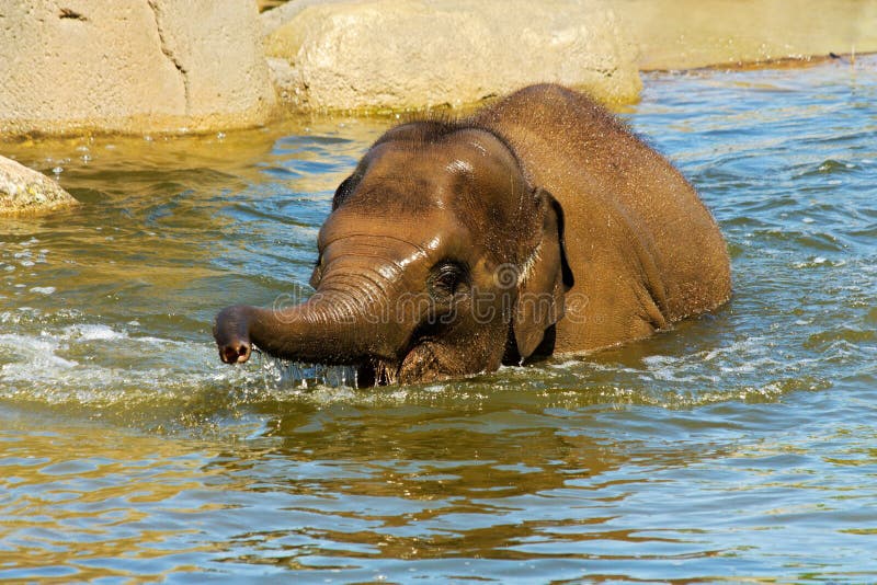 Elephant in water stock image. Image of playing, maximus - 54392609